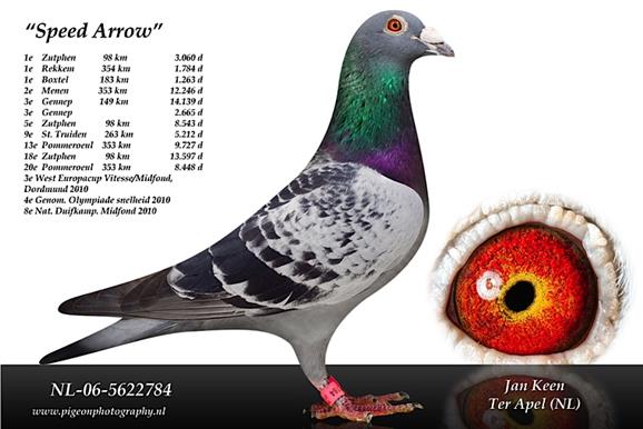 NL06-5622784 Speed Arrow – Jan Keen – Ter Apel